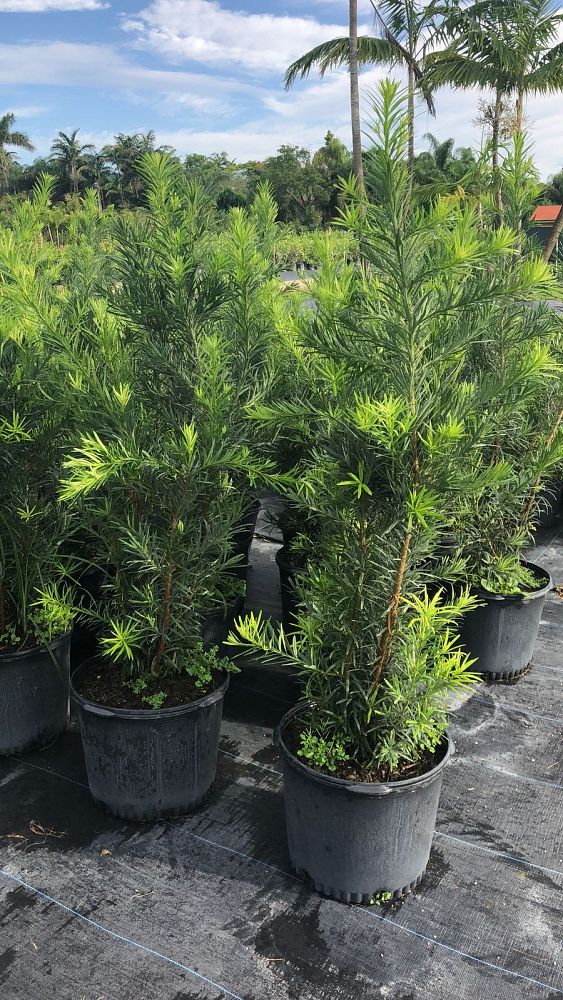 Podocarpus Japanese Yew