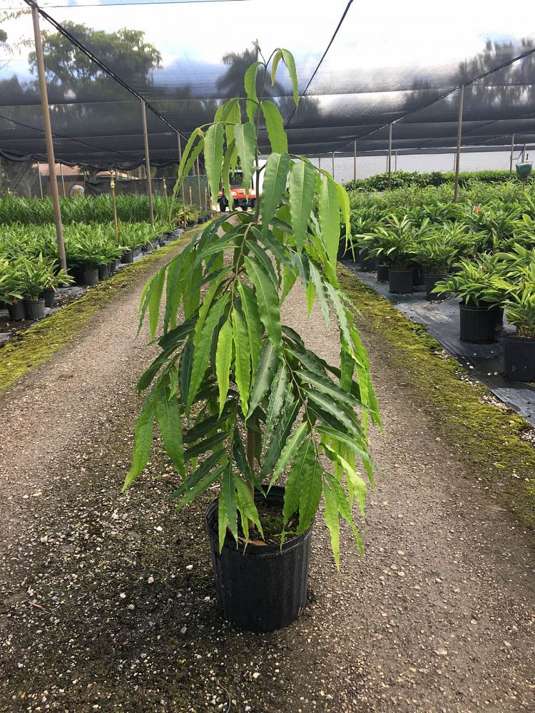 Polyalthia longifolia pendula, Mast Tree, False Ashoka Tree, Sorrowless ...