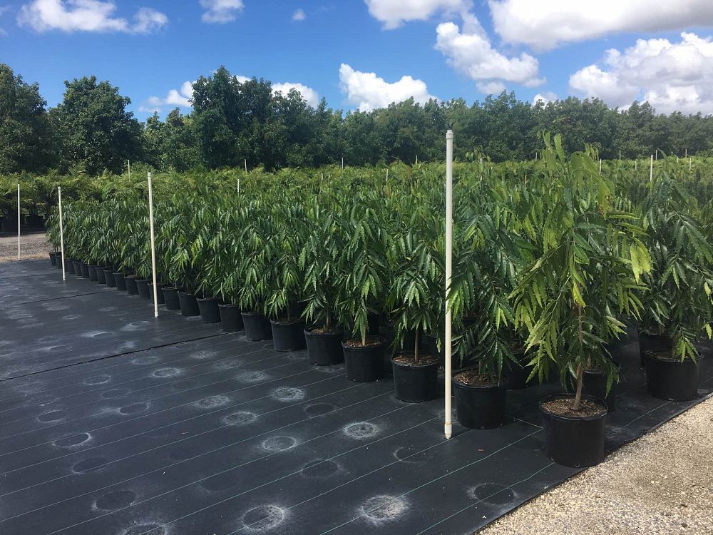 Polyalthia longifolia pendula, Mast Tree, False Ashoka Tree, Sorrowless ...