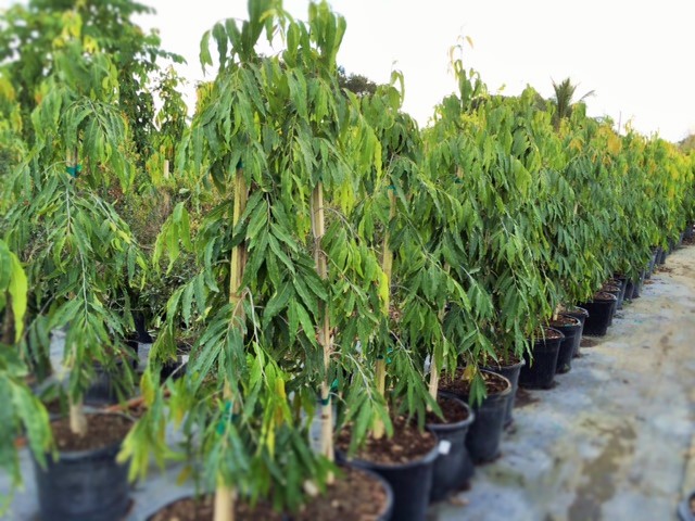 Polyalthia longifolia pendula, Mast Tree, False Ashoka Tree, Sorrowless ...