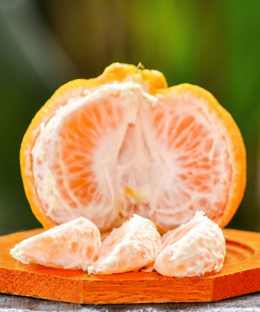 Ponkan Tangerine Citrus Tree | PlantVine