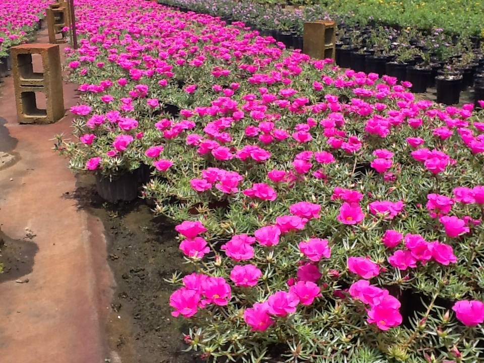 Portulaca, Purslane, Rose Moss | PlantVine
