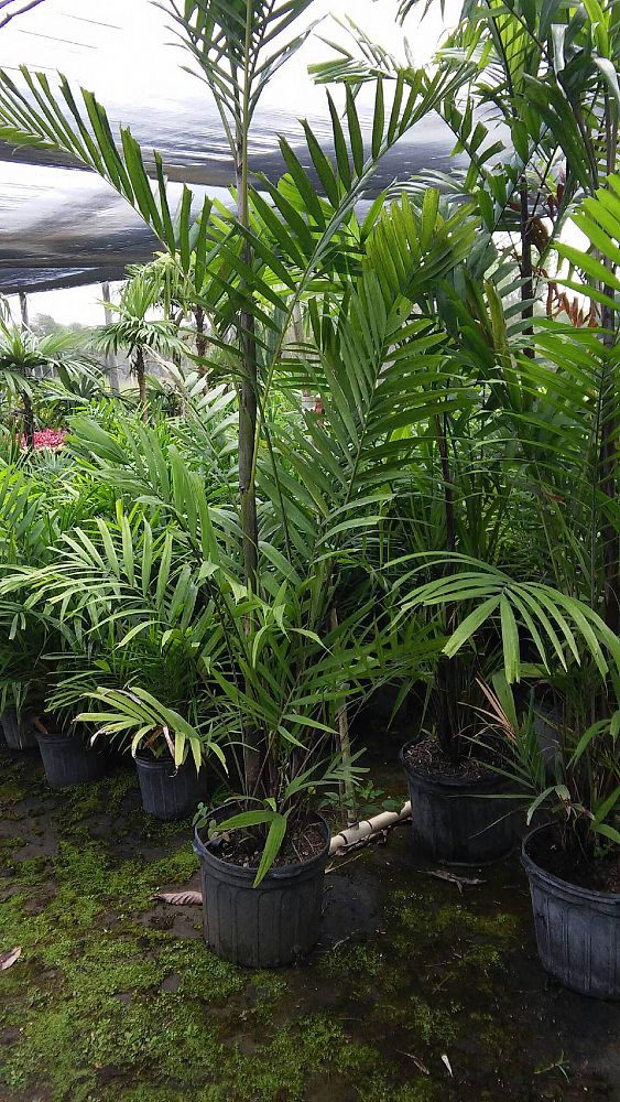 Ptychosperma elegans, Alexander Palm, Solitaire Palm | PlantVine