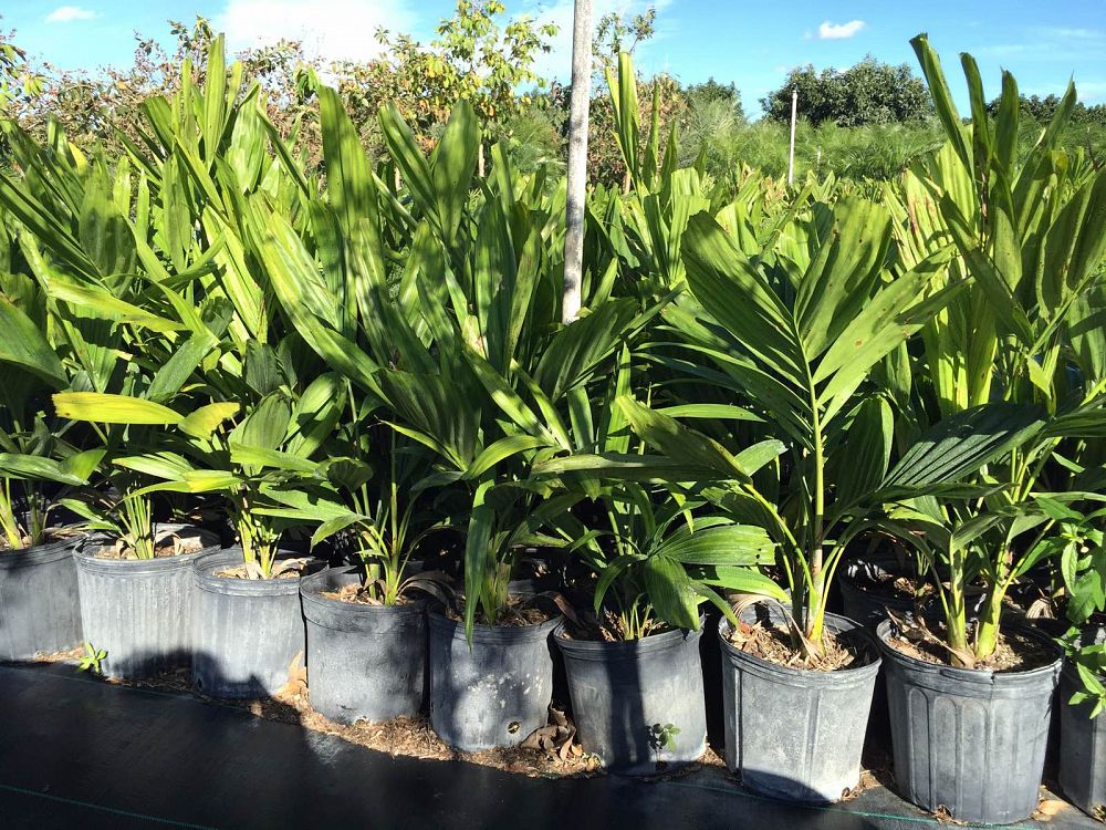 Ptychosperma elegans, Alexander Palm, Solitaire Palm | PlantVine