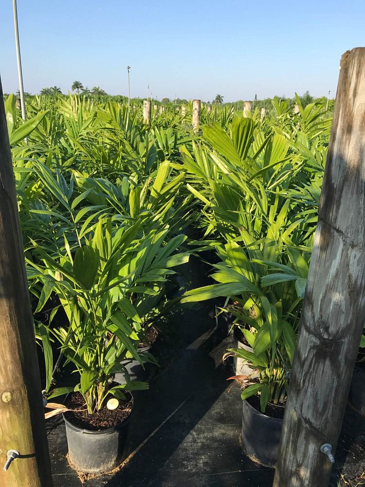 Ptychosperma elegans, Alexander Palm, Solitaire Palm | PlantVine