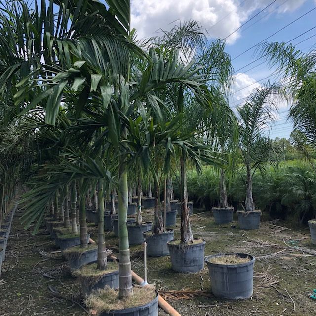 Ptychosperma elegans, Alexander Palm, Solitaire Palm | PlantVine