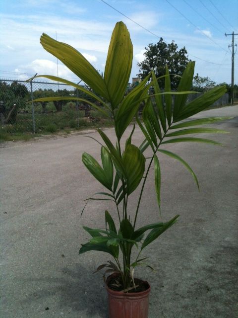 Ptychosperma elegans, Alexander Palm, Solitaire Palm | PlantVine