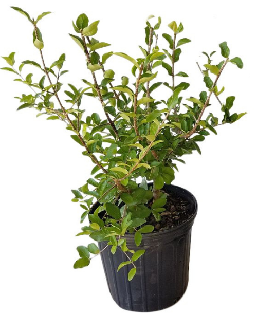 Malpighia glabra, Barbados Cherry | PlantVine