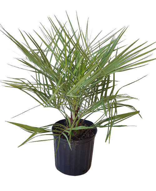 Butia capitata, Cocos australis, Pindo Palm, Wine Palm, Jelly Palm ...