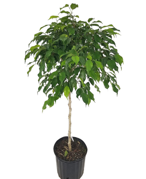 Ficus benjamina 'Wintergreen', Weeping Fig | PlantVine