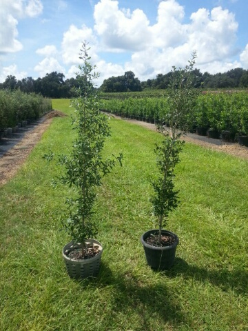 Quercus virginiana, Live Oak, Southern Oak Tree | PlantVine