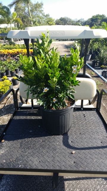 Radermachera 'Kunming', Dwarf Tree Jasmine | PlantVine