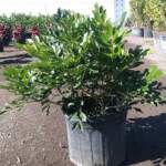 Radermachera 'Kunming', Dwarf Tree Jasmine, Peep Thong | PlantVine