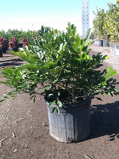 Radermachera 'Kunming', Dwarf Tree Jasmine, Peep Thong | PlantVine