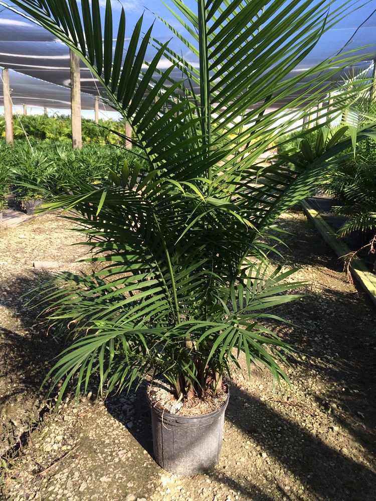Ravenea rivularis, Majesty Palm | PlantVine