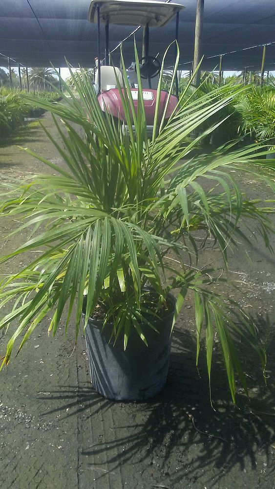 Ravenea rivularis, Majesty Palm | PlantVine