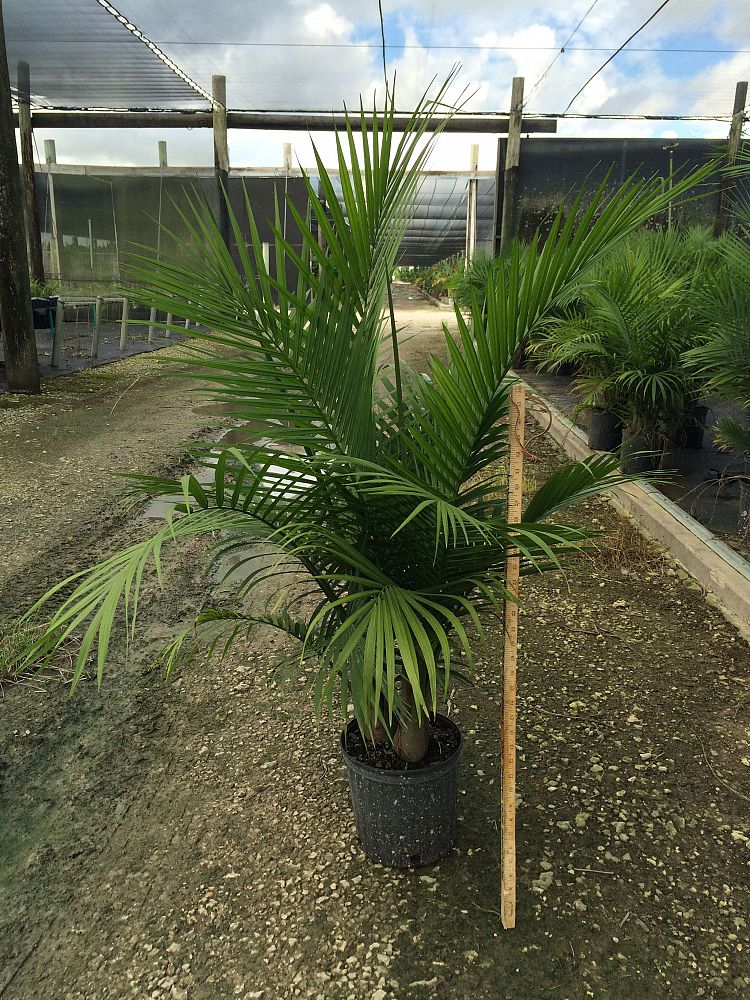 Ravenea rivularis, Majesty Palm | PlantVine