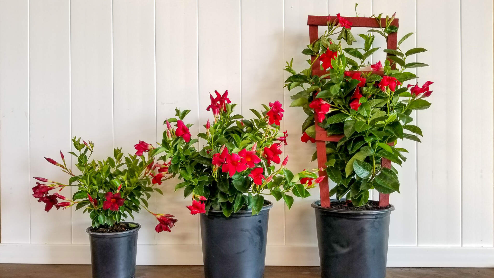 Red Dipladenia | PlantVine