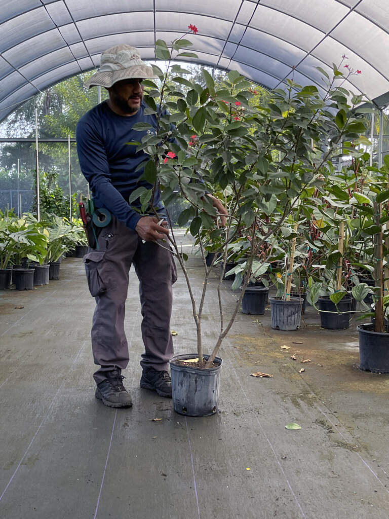 Jatropha integerrima ‘Red’ | PlantVine