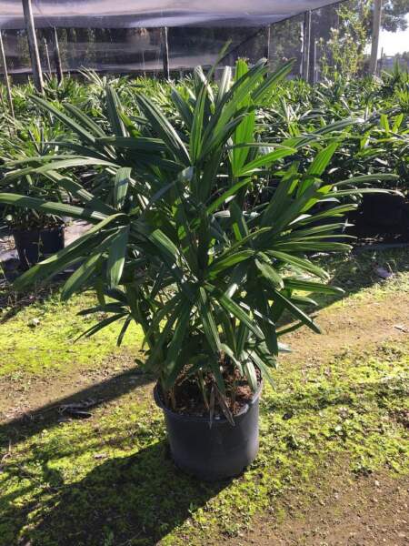 Lady Palm | PlantVine