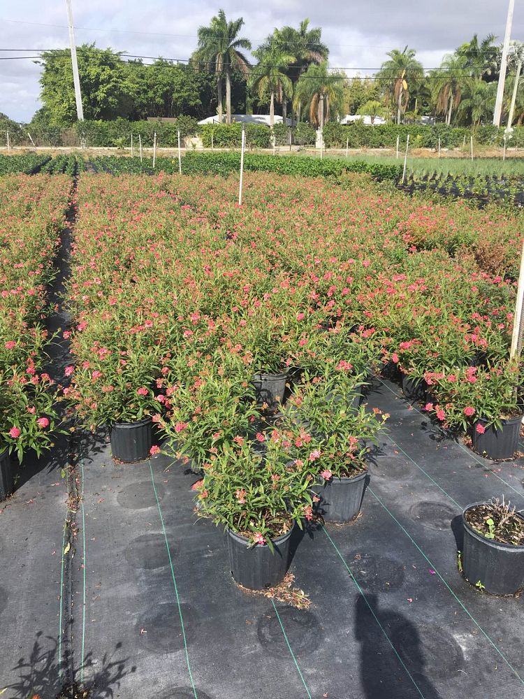 Rondeletia leucophylla, Panama Rose | PlantVine