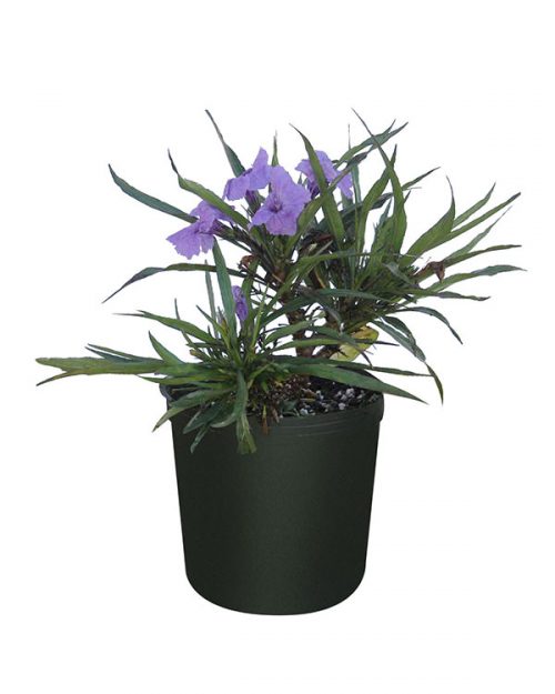 Buy Ruellia brittoniana 'Compacta Katie Purple', Mexican Bluebell ...