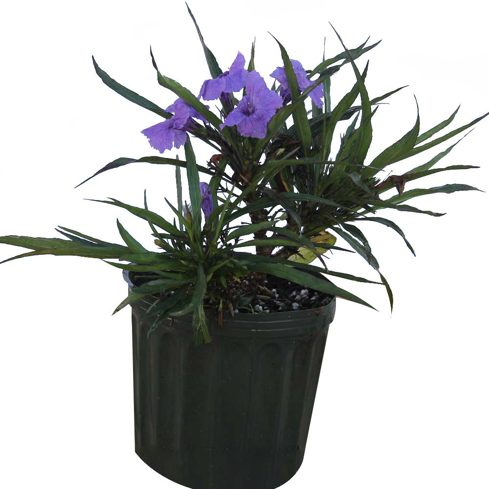 Buy Ruellia brittoniana 'Compacta Katie Purple', Mexican Bluebell ...