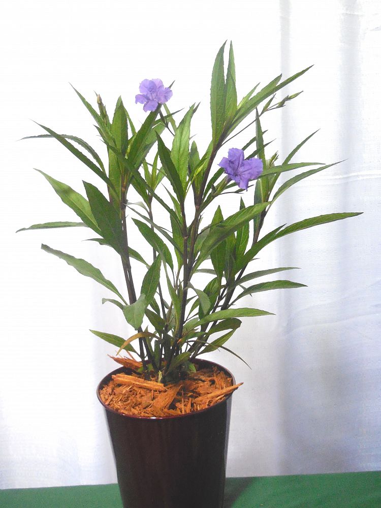 Ruellia brittoniana 'Purple Showers', Mexican Bluebell, Mexican Petunia ...