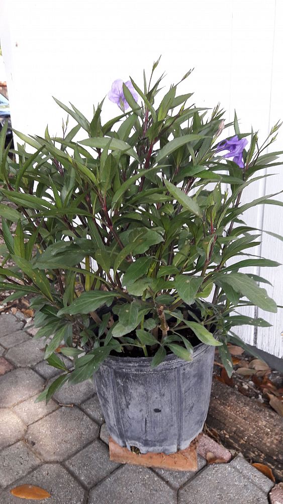 Ruellia brittoniana 'Purple Showers', Mexican Bluebell, Mexican Petunia ...