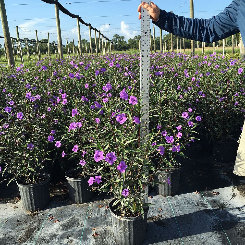 Ruellia brittoniana 'Purple Showers', Mexican Bluebell, Mexican Petunia ...