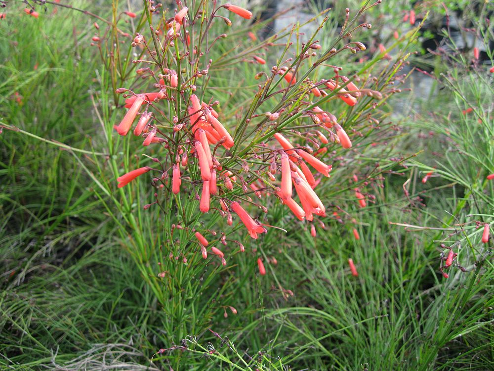Russelia equisetiformis, Firecracker Plant | PlantVine