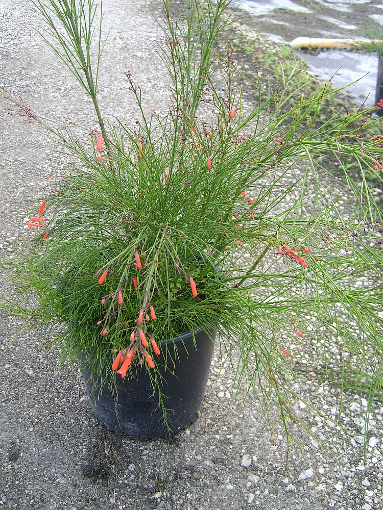 Russelia equisetiformis, Firecracker Bush | PlantVine