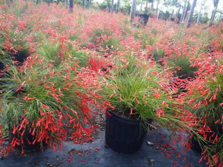 Russelia equisetiformis, Firecracker Plant | PlantVine