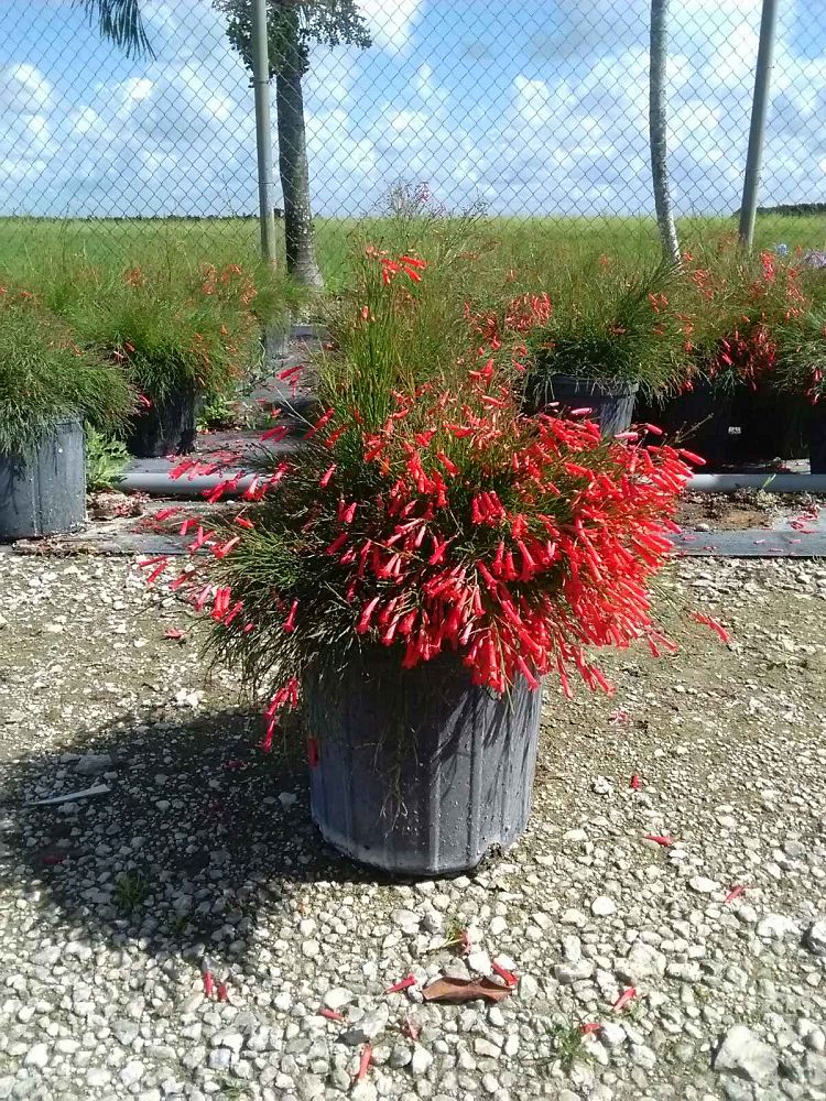 Russelia equisetiformis, Firecracker Plant | PlantVine