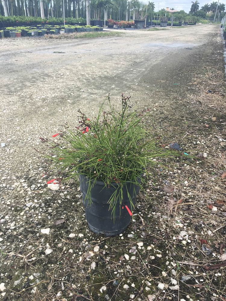 Russelia equisetiformis, Firecracker Plant | PlantVine