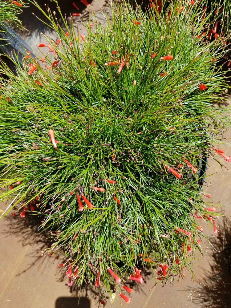 Russelia equisetiformis, Firecracker Bush | PlantVine