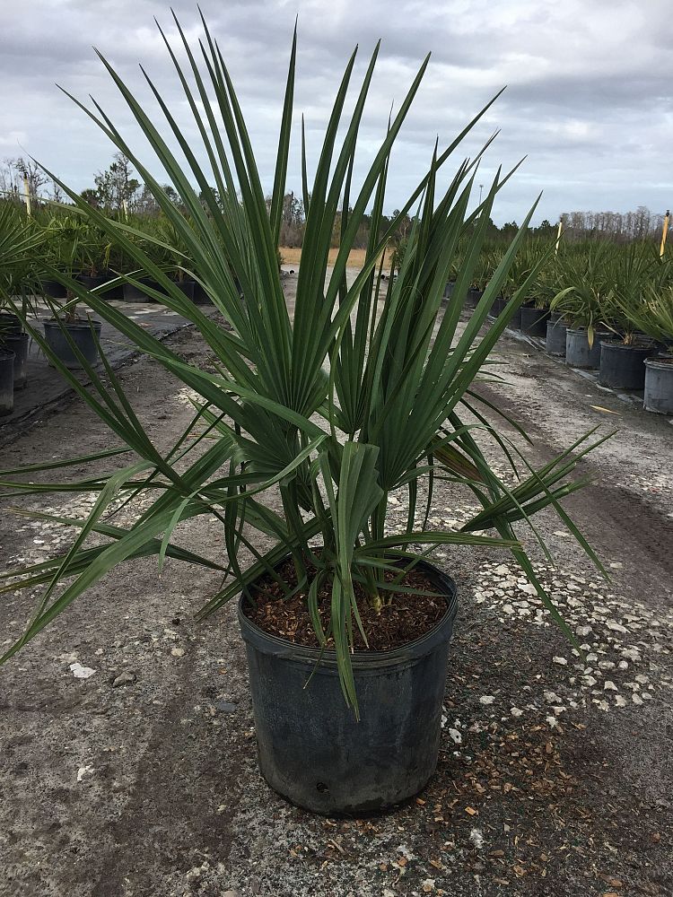 Sabal minor, Dwarf Blue-stem Palmetto | PlantVine