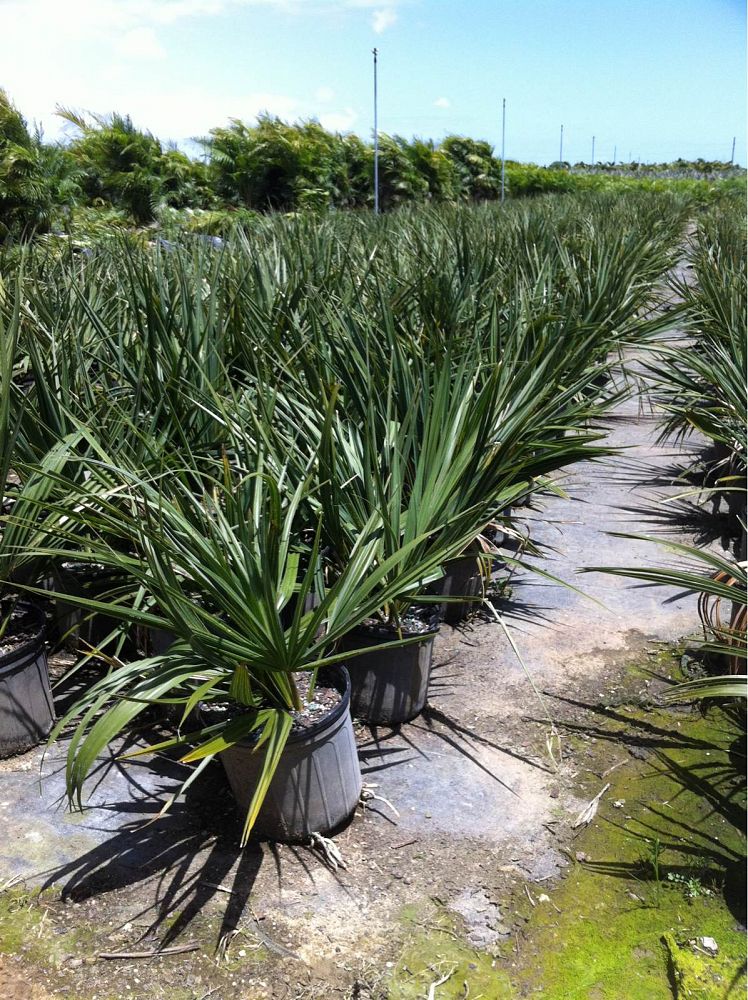 Sabal minor, Dwarf Blue-stem Palmetto | PlantVine