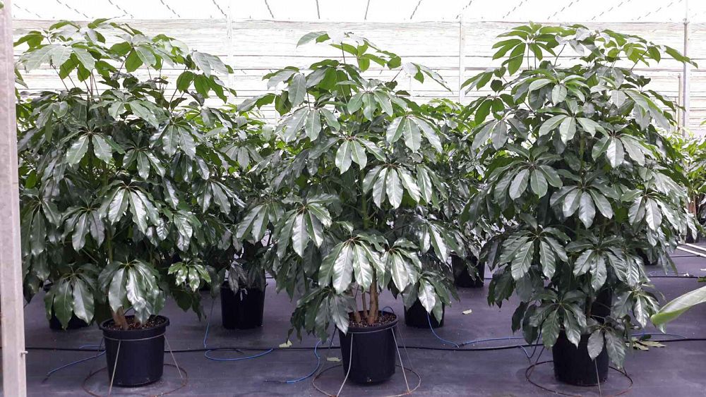 Schefflera actinophylla 'Amate', Umbrella Tree | PlantVine