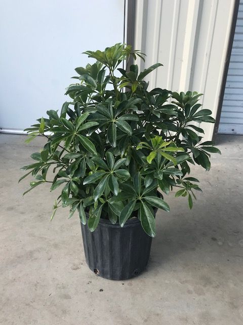 Schefflera arboricola 'Green', Umbrella Tree | PlantVine