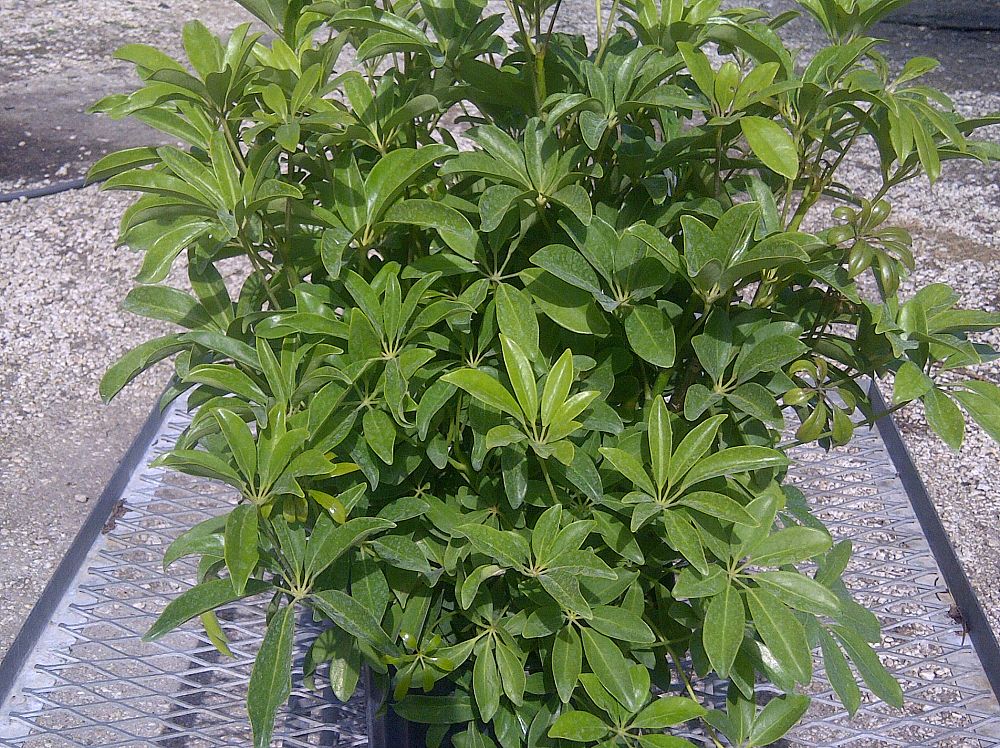 Schefflera arboricola 'Dwarf', Umbrella Tree | PlantVine