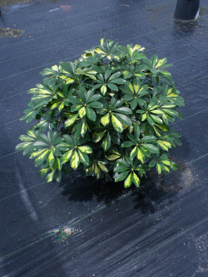 Schefflera arboricola 'Gold Capella', Umbrella Tree | PlantVine
