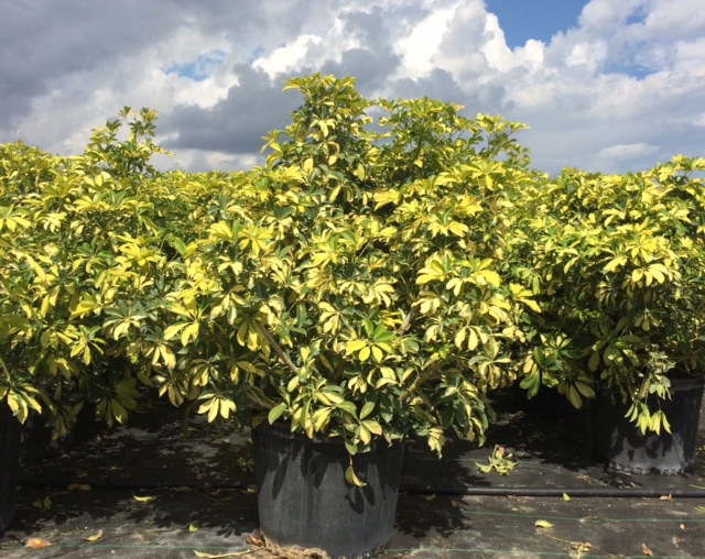 Schefflera arboricola 'Trinette', Umbrella Tree | PlantVine