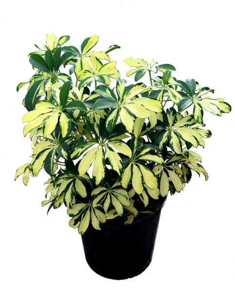 Schefflera arboricola ‘Trinette’ | PlantVine