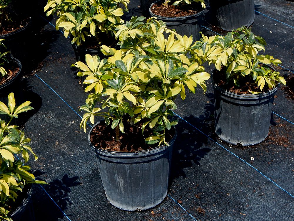 Schefflera arboricola 'Trinette', Umbrella Tree | PlantVine