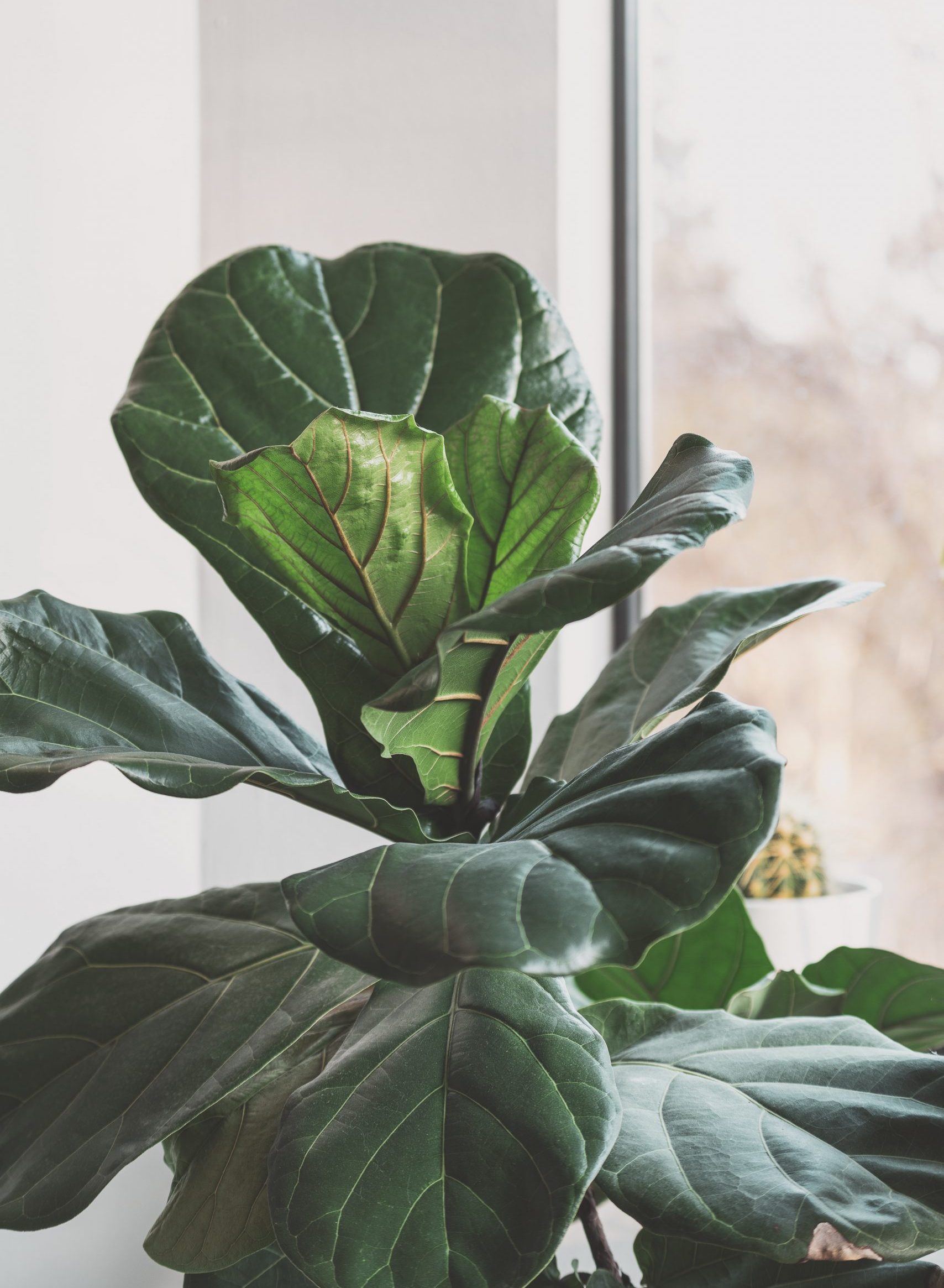 A Step by Step Guide to Ficus Propagation! | PlantVine