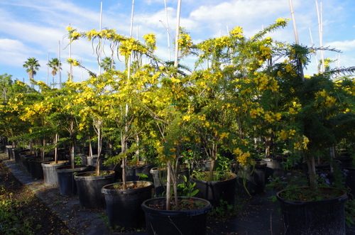 Senna polyphylla, Cassia polyphylla, Desert Cassia | PlantVine