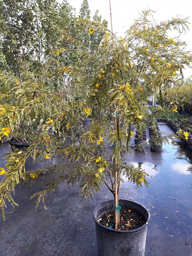 Senna polyphylla, Cassia polyphylla, Desert Cassia | PlantVine