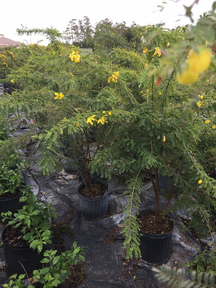 Buy Senna polyphylla, Cassia polyphylla, Desert Cassia | Free Shipping ...