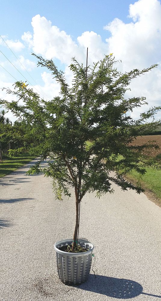 Senna polyphylla, Cassia polyphylla, Desert Cassia | PlantVine